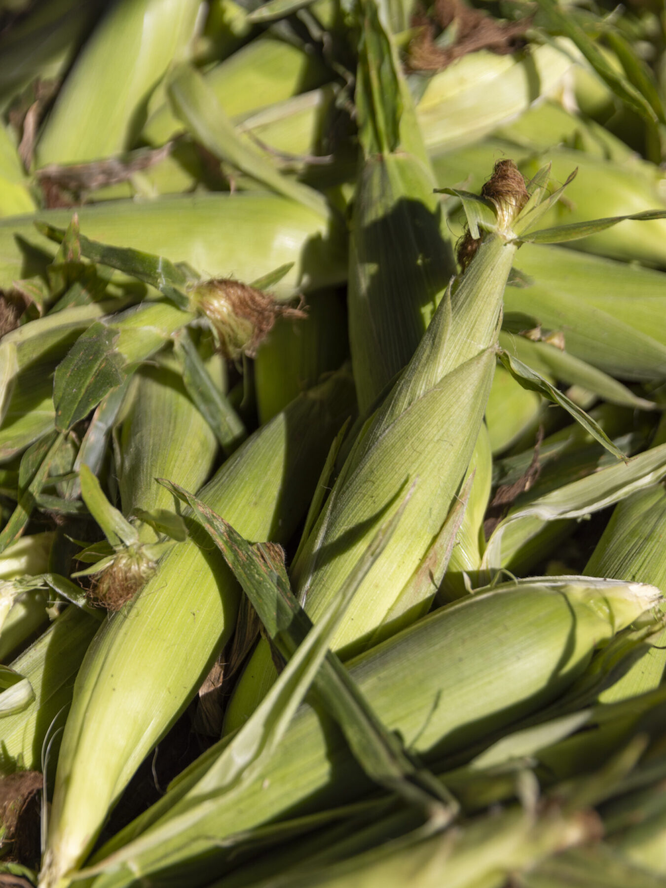 This Amagansett Farm Has the Gold Standard of Corn | Inhabit | A Blog ...