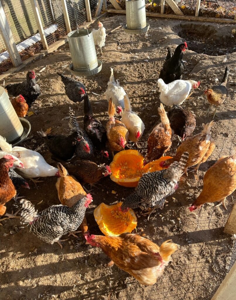 Fowl Play: Keeping Chickens at Home | Inhabit | A Blog from Corcoran