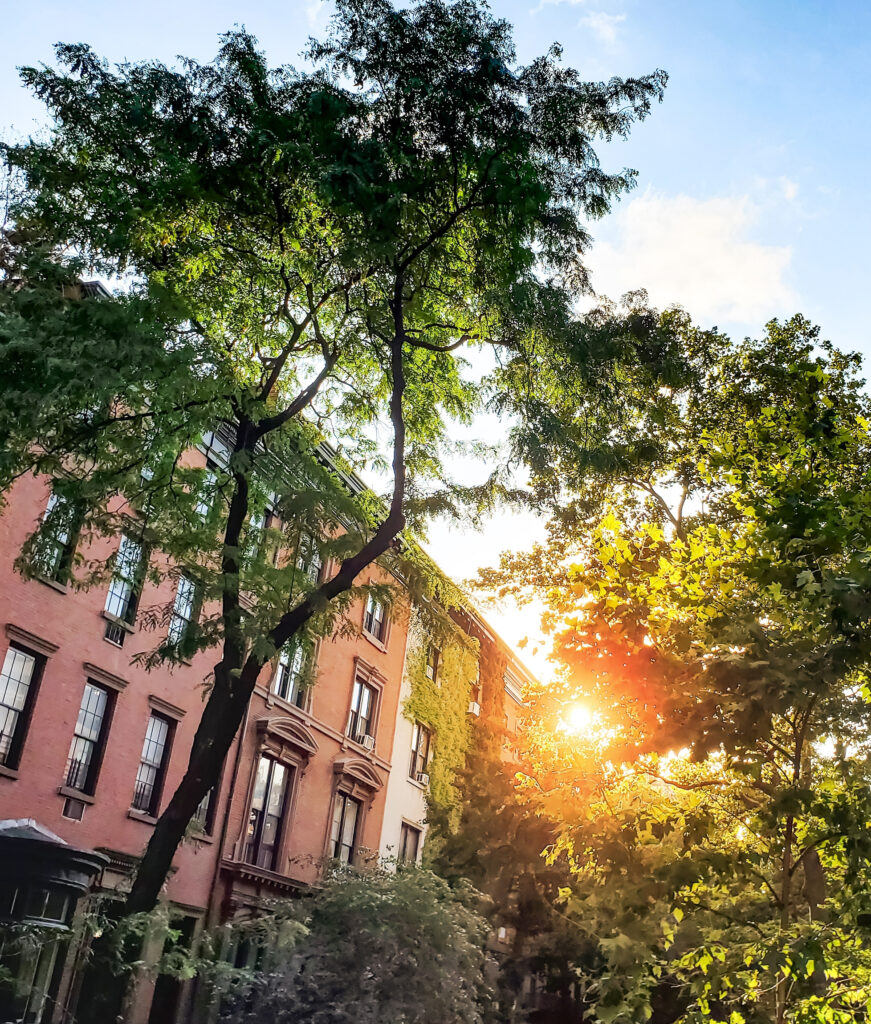 NYC’s Tree Census Returns: Help Count Every Tree in the City